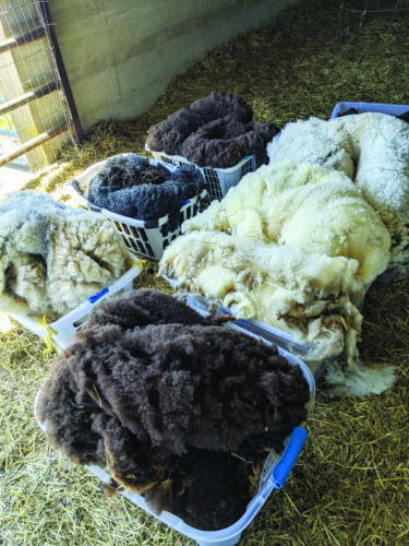 Keeping Shetland Sheep – Mother Earth News